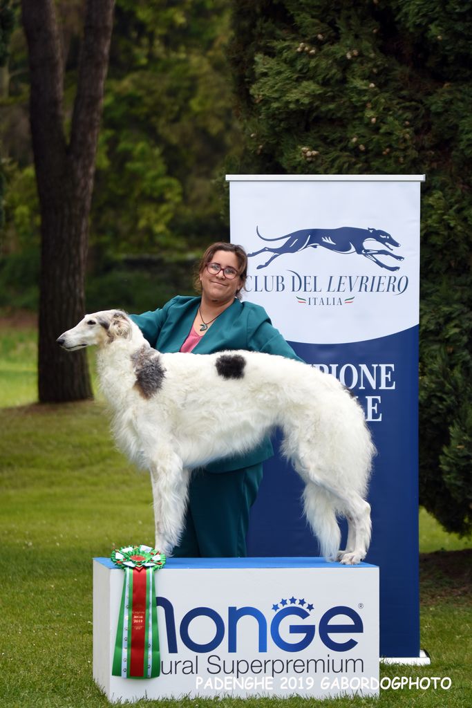 Borzoi - The Breed Archive