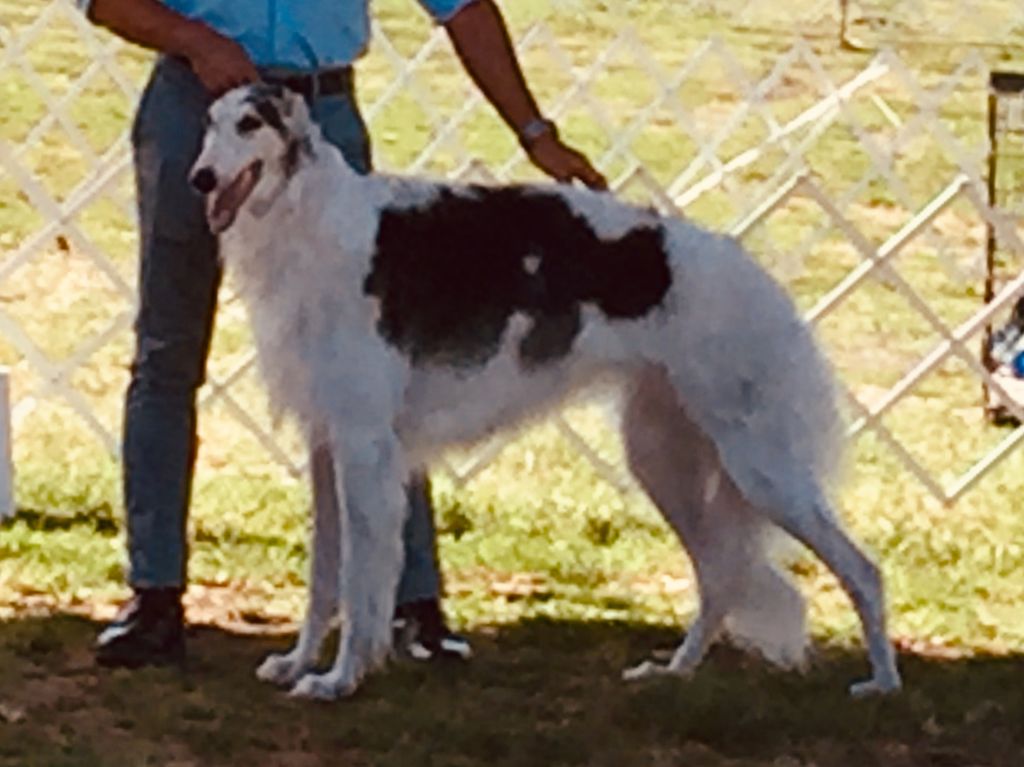 Borzoi - The Breed Archive