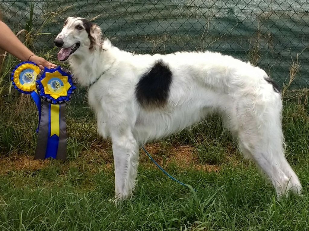 Borzoi - The Breed Archive