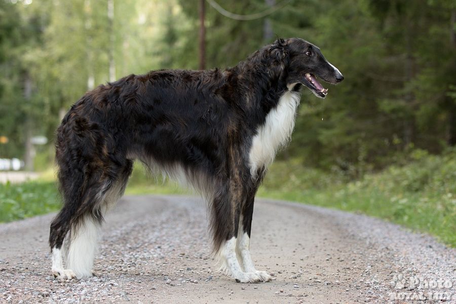 Borzoi - The Breed Archive