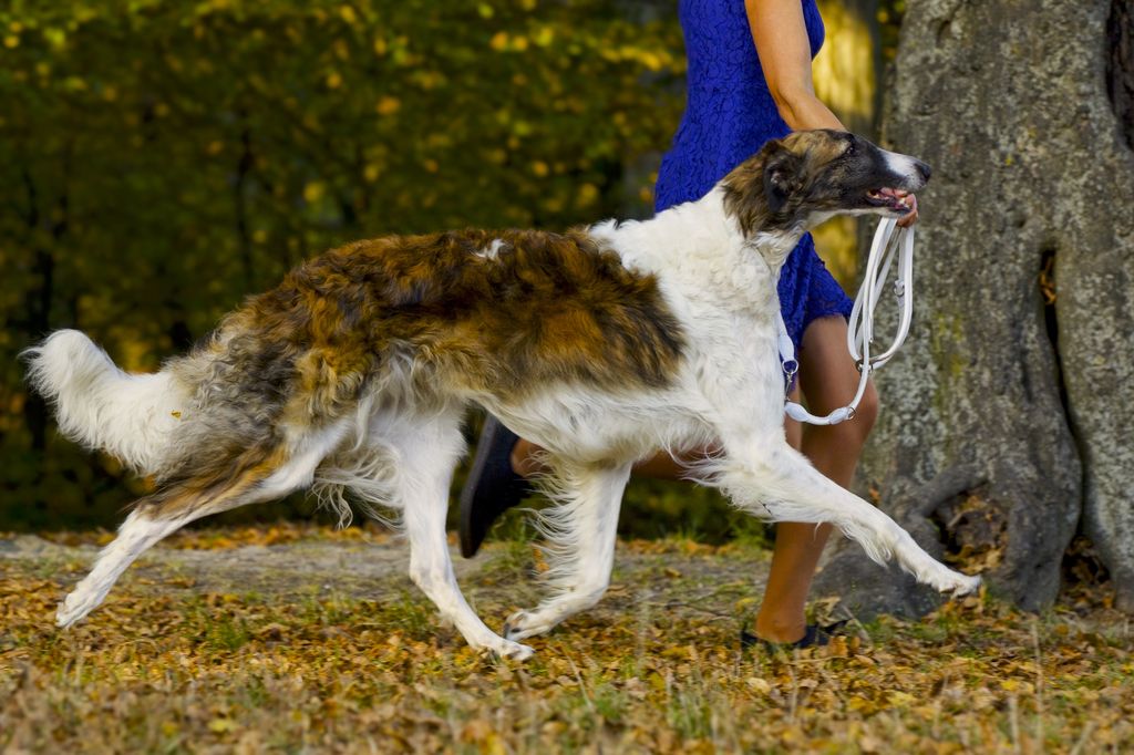 Borzoi - The Breed Archive