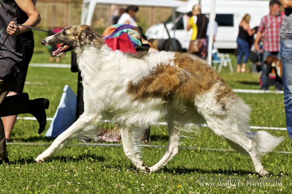 Borzoi - The Breed Archive