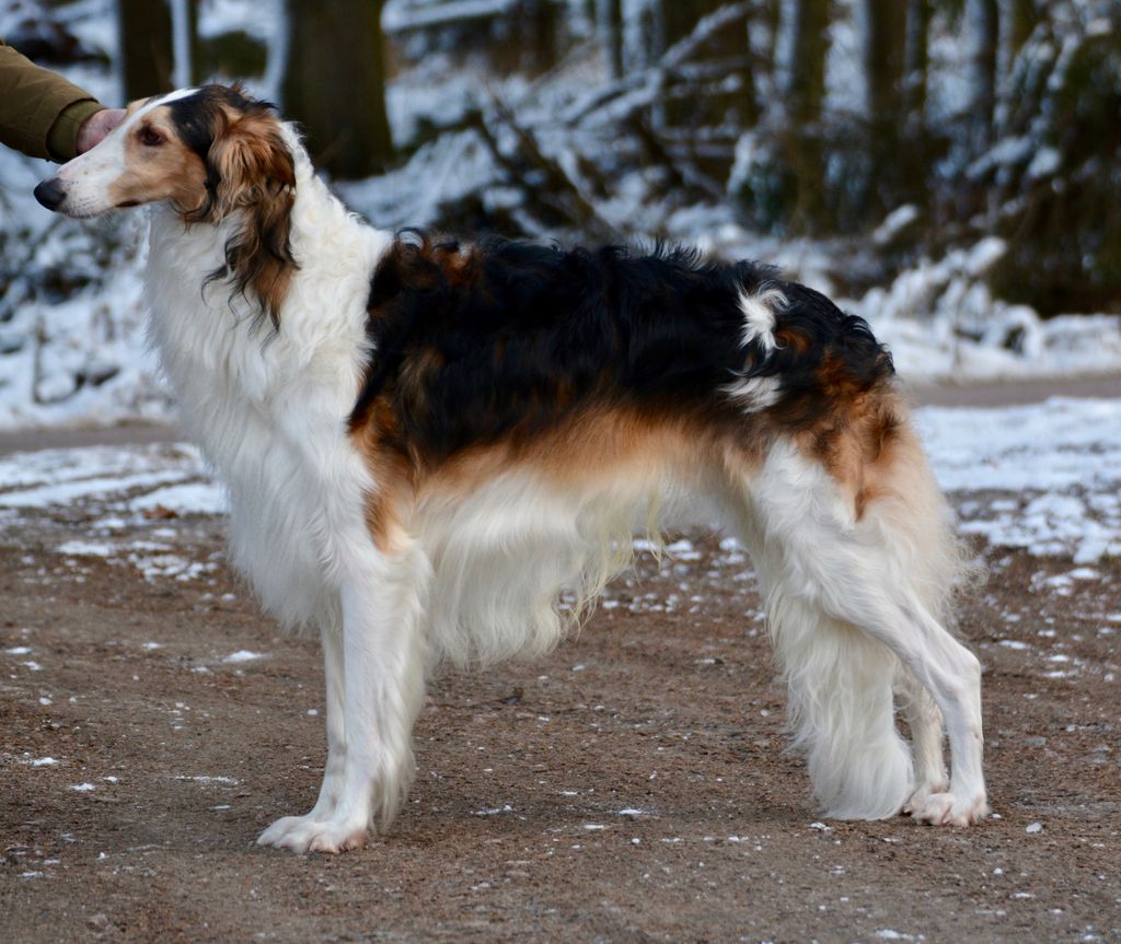 Borzoi - The Breed Archive