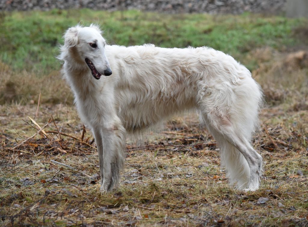 Borzoi - The Breed Archive