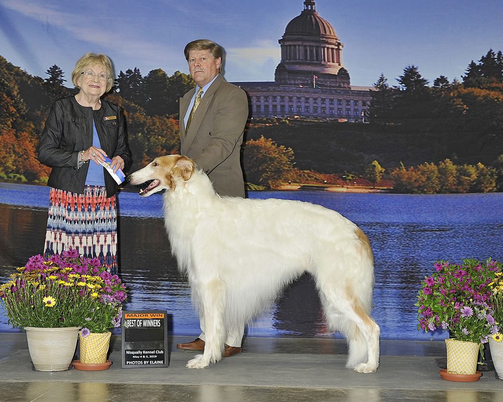 Borzoi - The Breed Archive