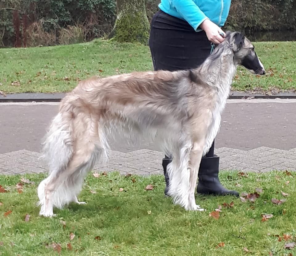Borzoi - The Breed Archive