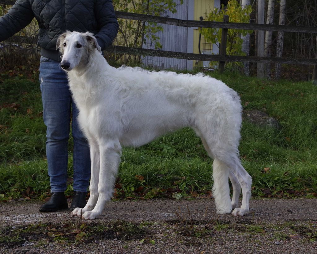 Borzoi - The Breed Archive