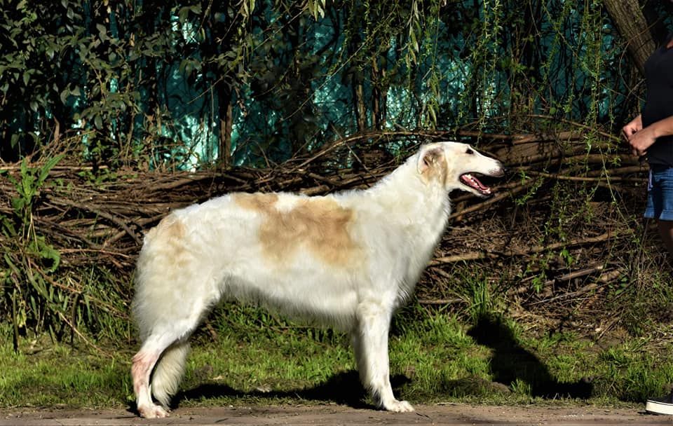 Borzoi - The Breed Archive
