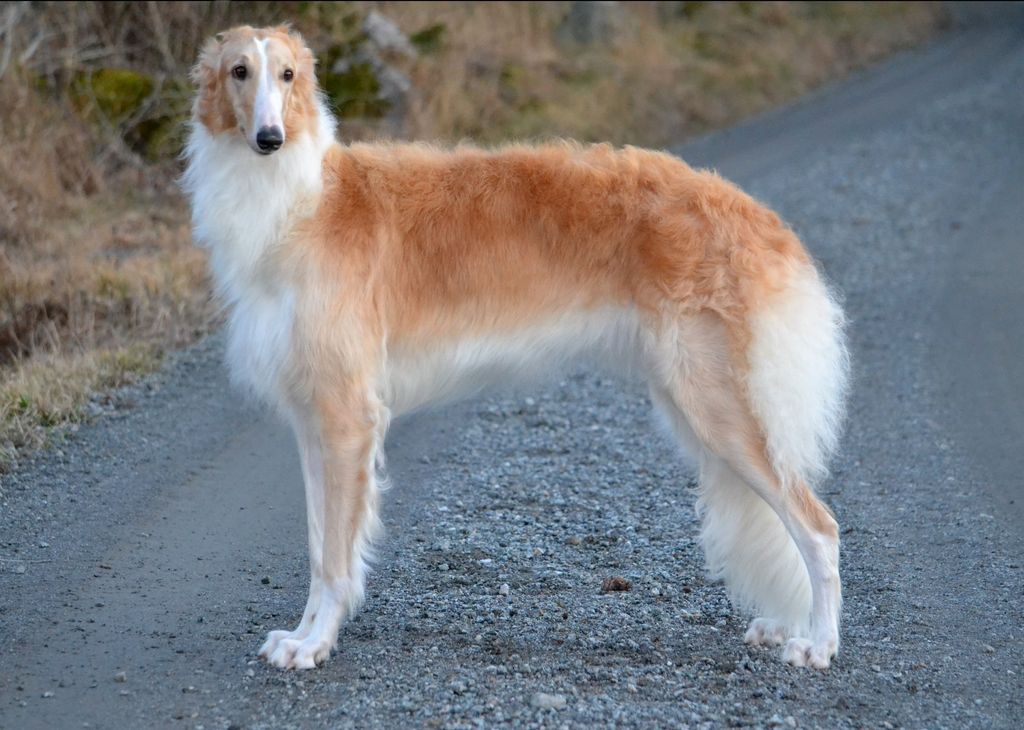 Borzoi - The Breed Archive