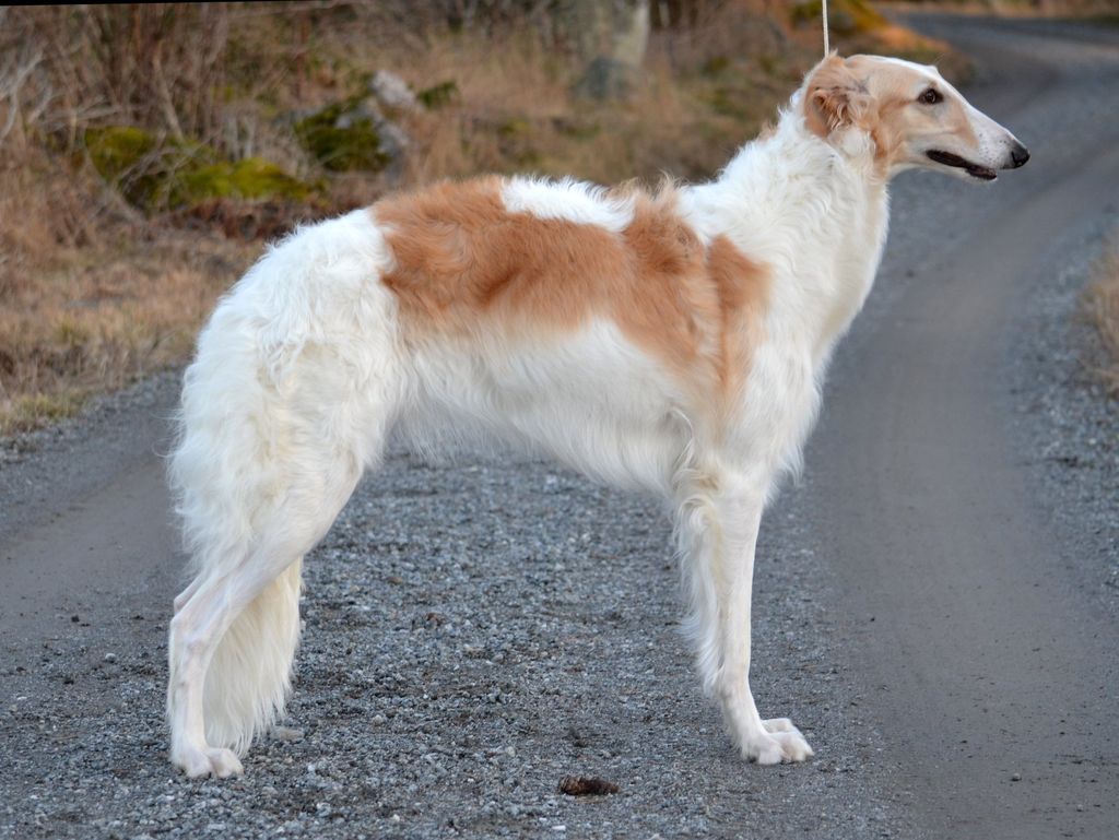 Borzoi - The Breed Archive