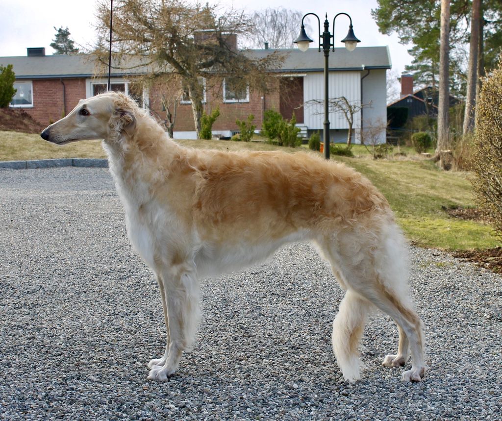 Borzoi - The Breed Archive