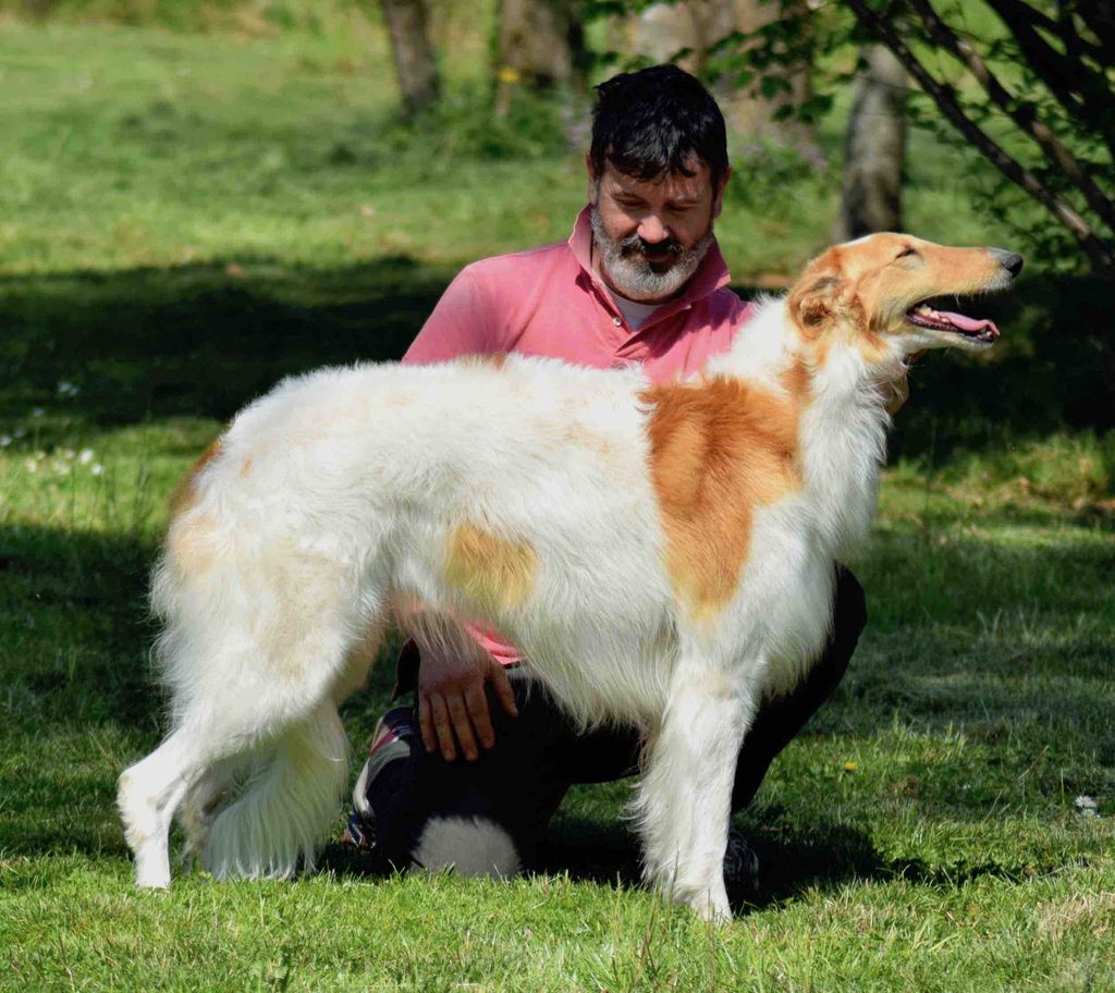 Borzoi - The Breed Archive