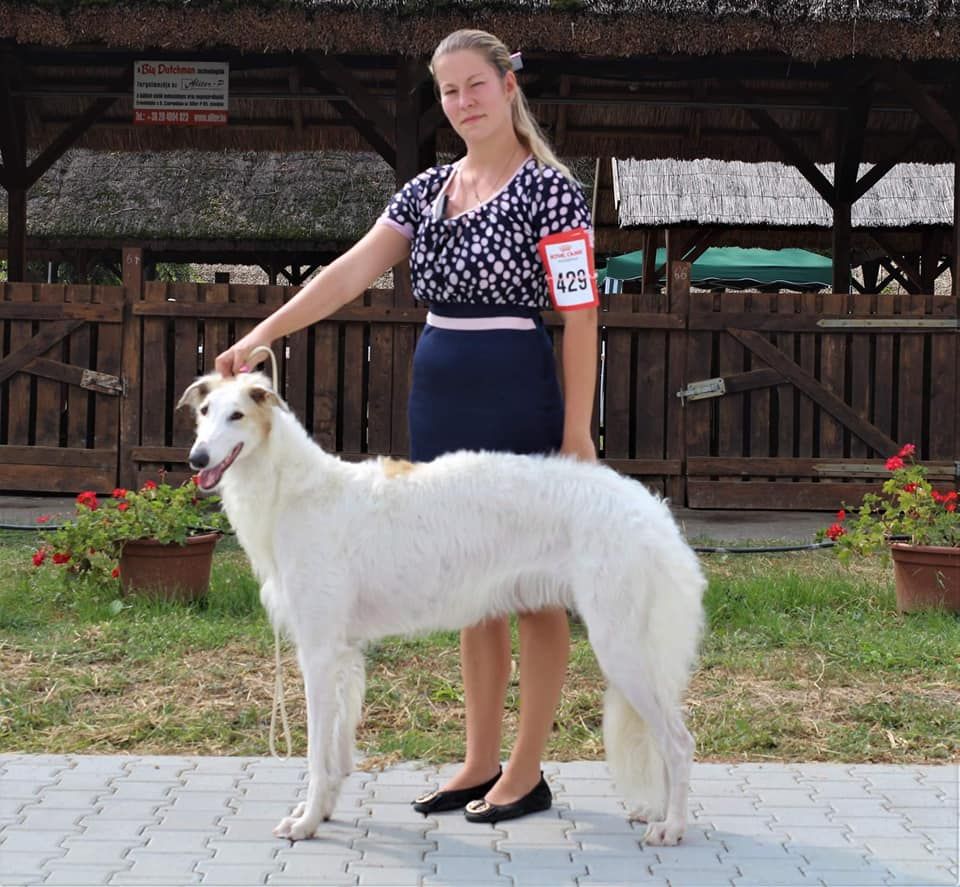 Borzoi - The Breed Archive