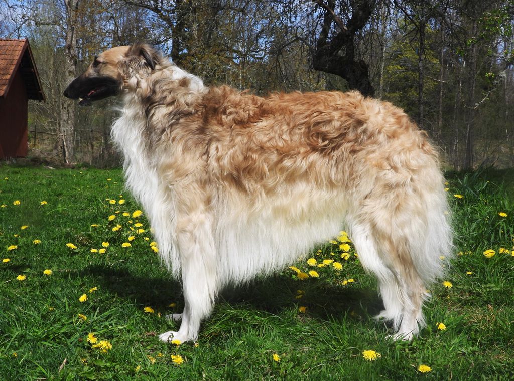 Borzoi - The Breed Archive
