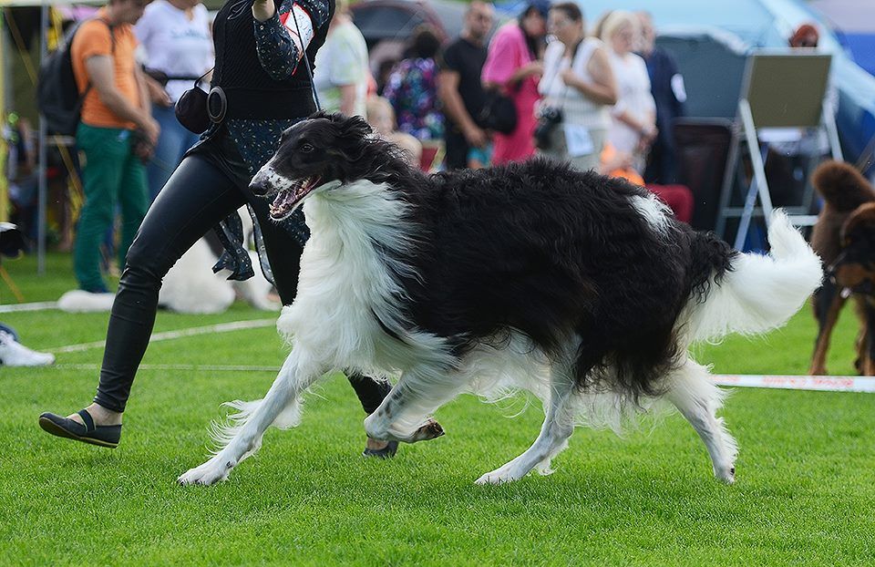 Borzoi - The Breed Archive