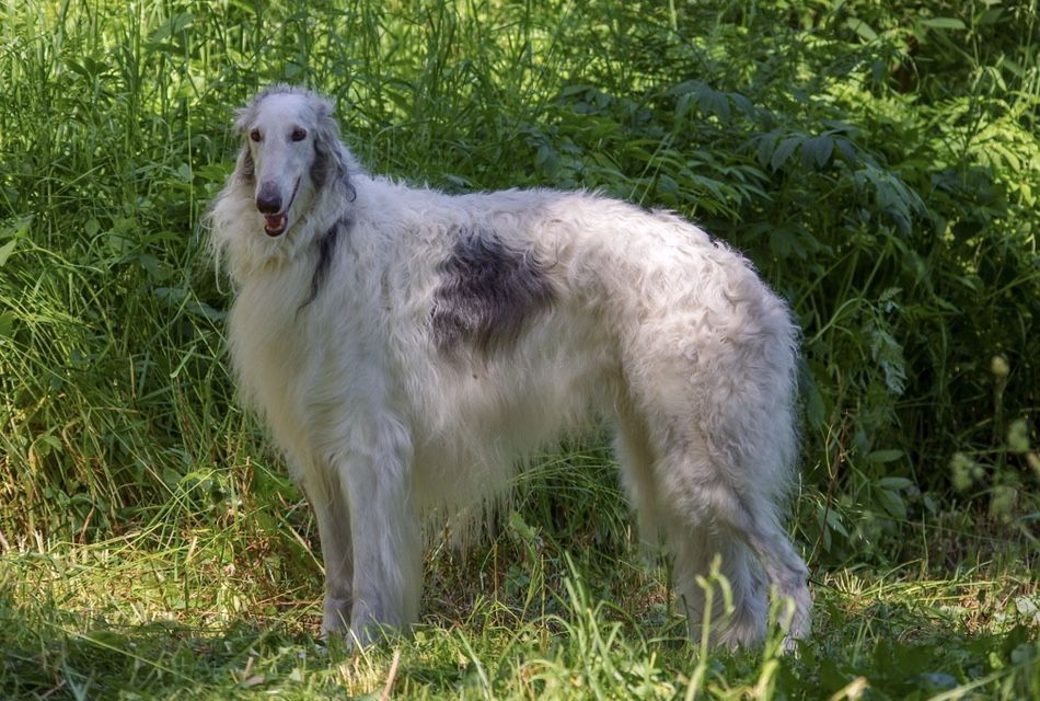 Borzoi - The Breed Archive