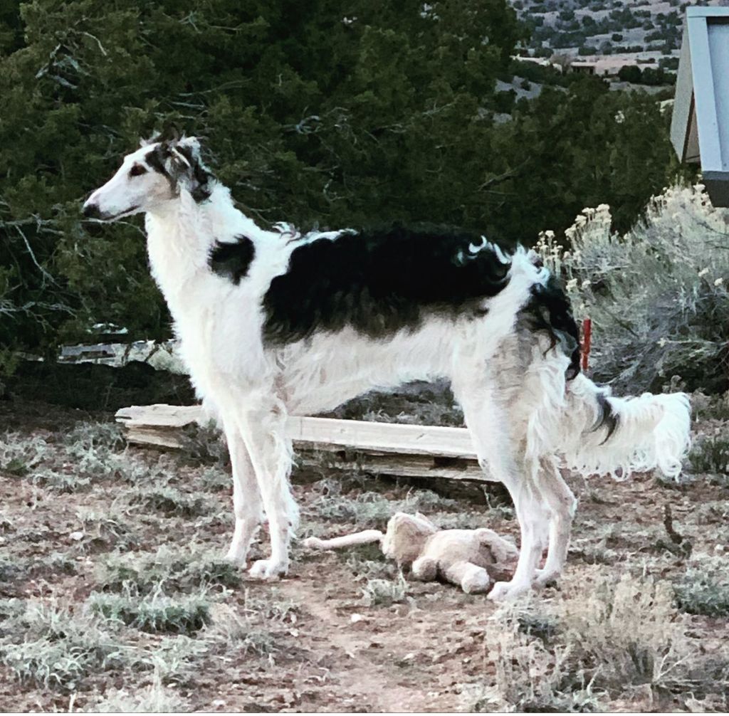 Borzoi - The Breed Archive