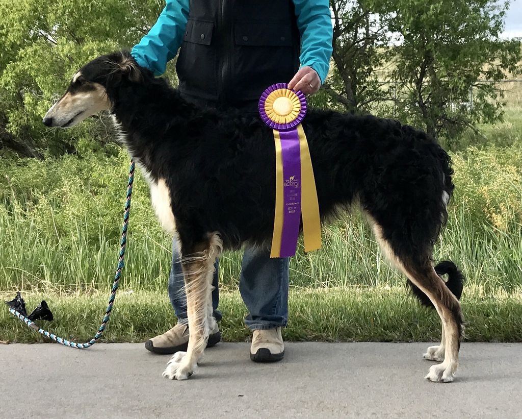 Borzoi - The Breed Archive
