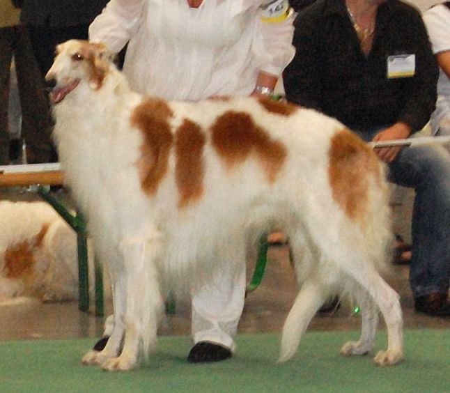Borzoi - The Breed Archive