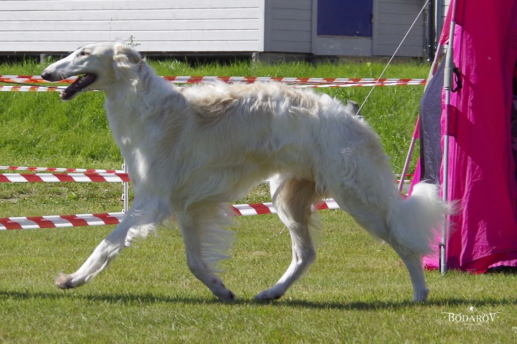 Borzoi - The Breed Archive