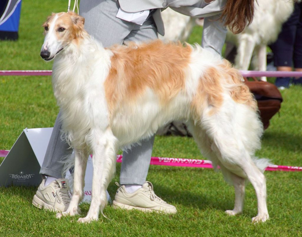 Borzoi - The Breed Archive