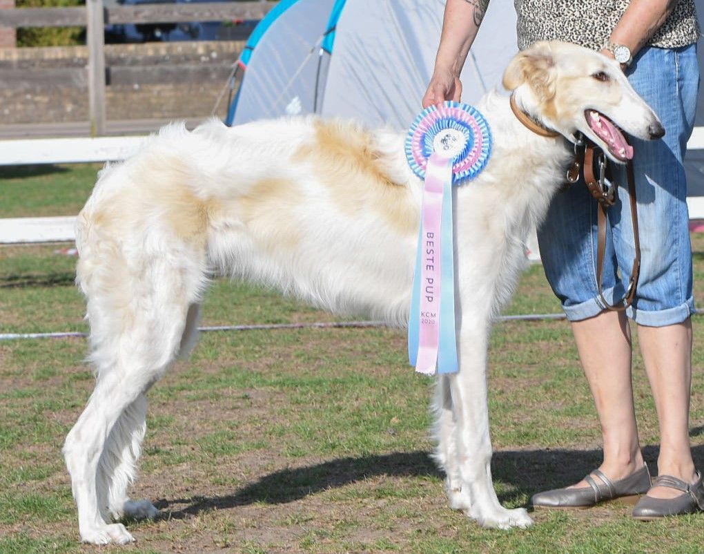 Borzoi - The Breed Archive