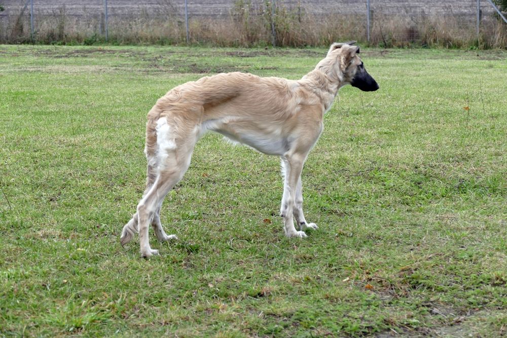 Borzoi - The Breed Archive