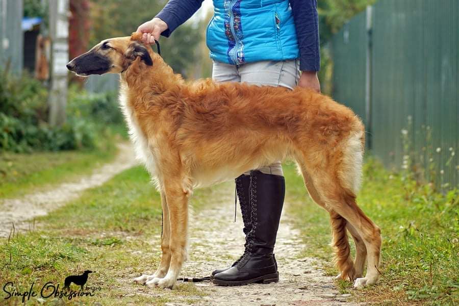 Borzoi - The Breed Archive