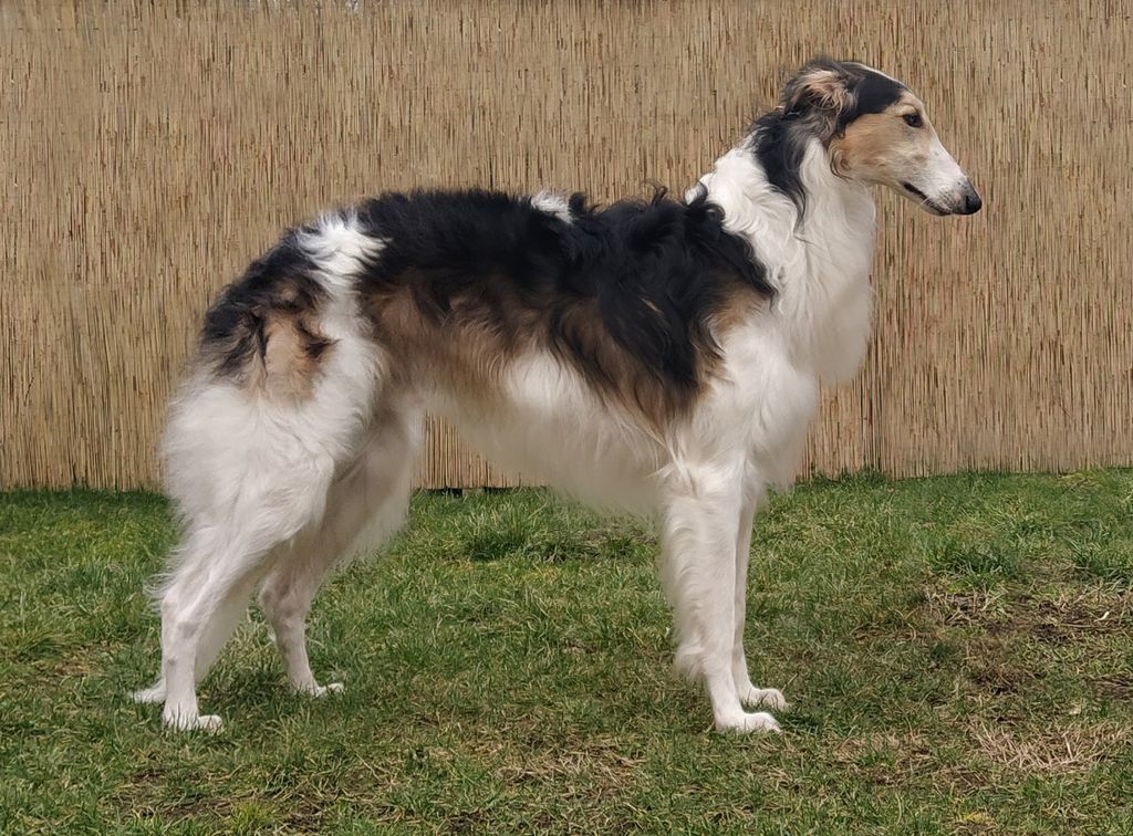 Borzoi - The Breed Archive