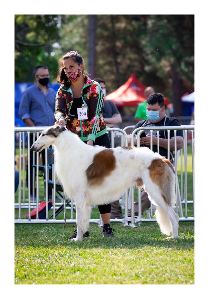 Borzoi - The Breed Archive