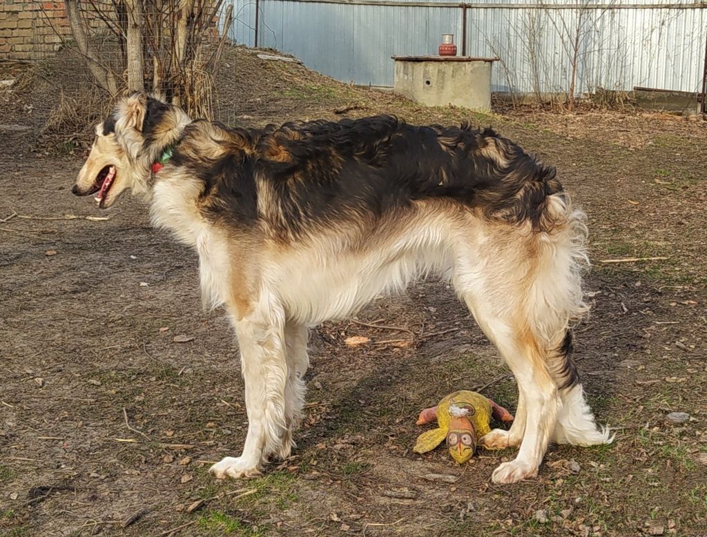 Borzoi - The Breed Archive