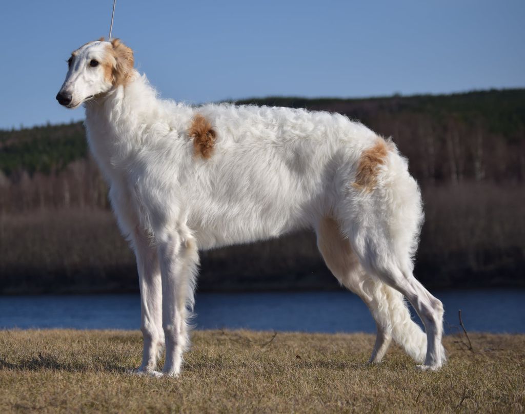 Borzoi - The Breed Archive