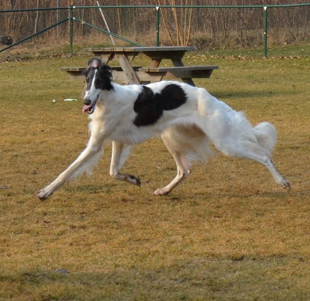 Borzoi - The Breed Archive