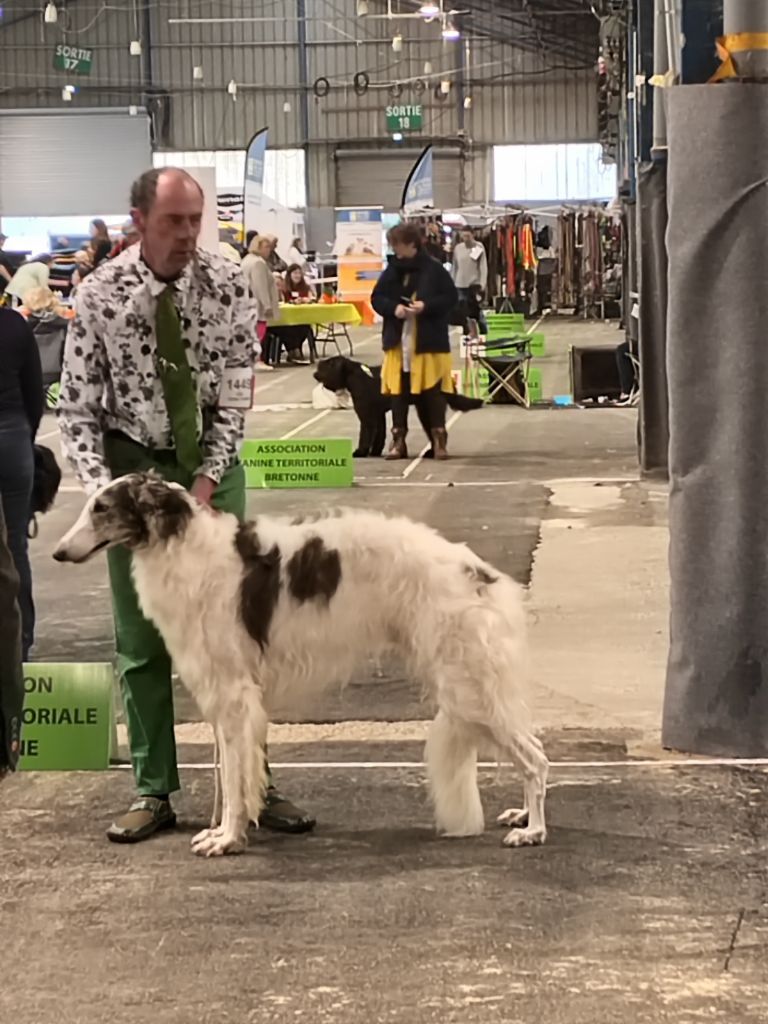 Borzoi - The Breed Archive