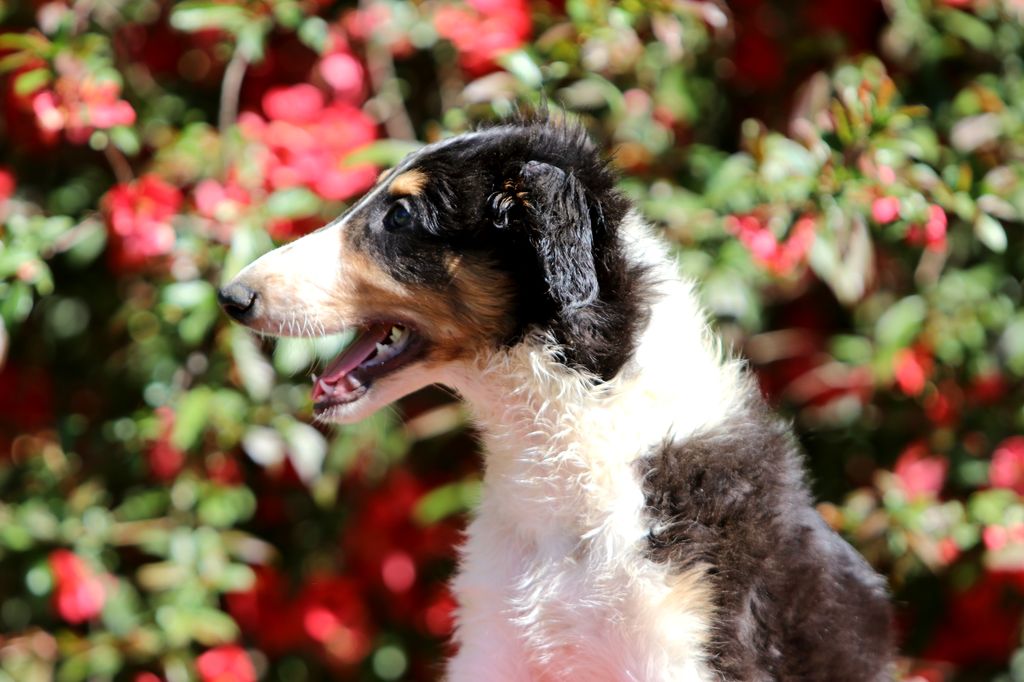 Borzoi - The Breed Archive