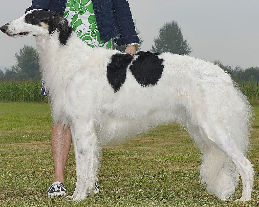 Borzoi - The Breed Archive