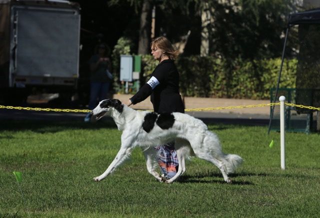 Borzoi - The Breed Archive