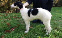 Borzoi - The Breed Archive